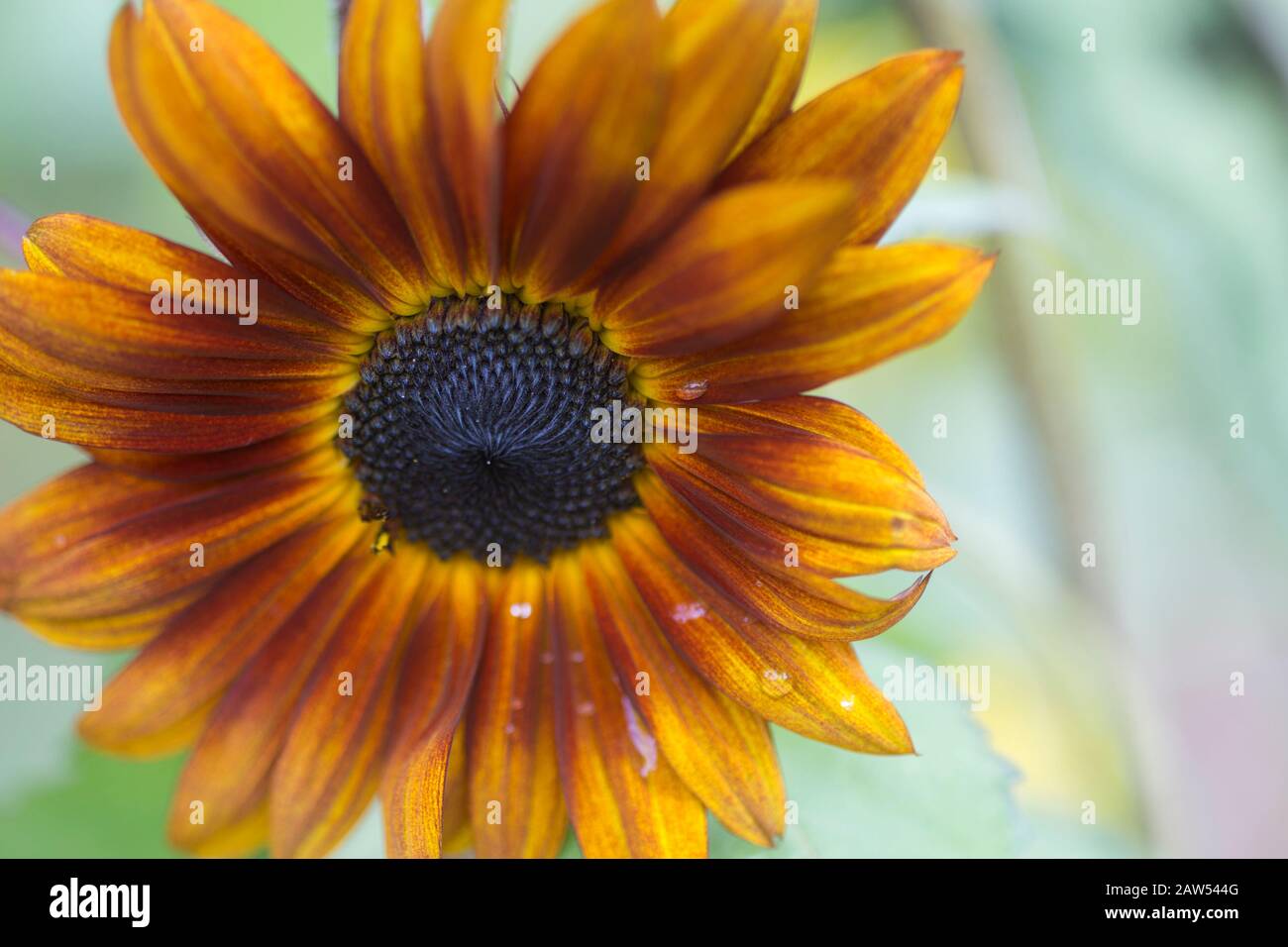 Sunflower in the garden Stock Photo - Alamy