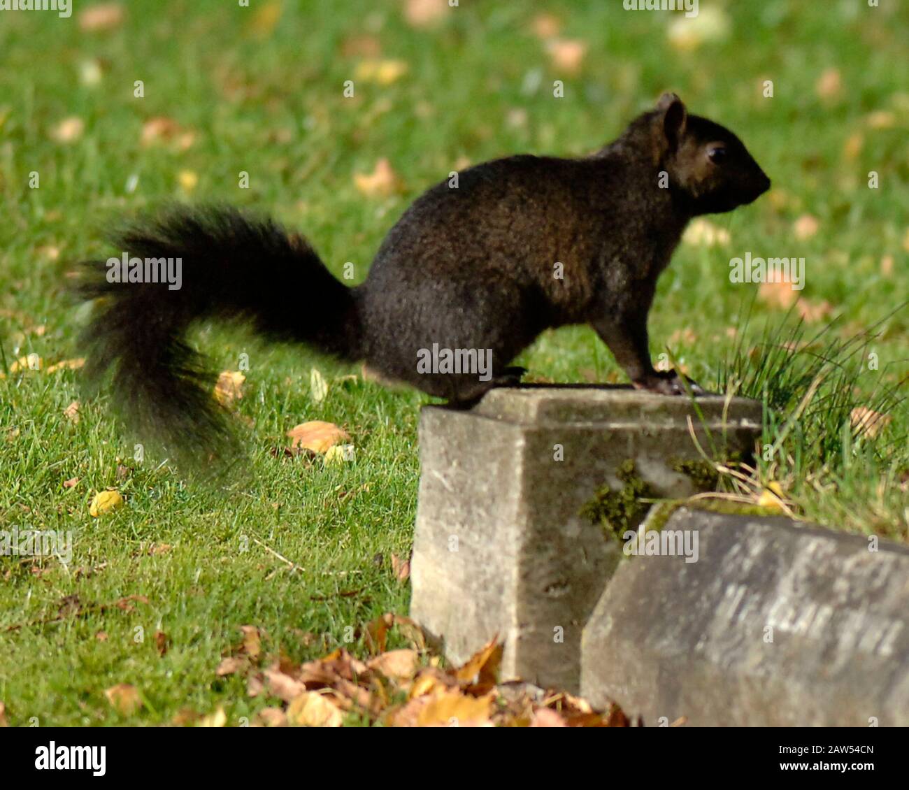 A black squirrel in woodland in Hitchin Hertfordshire. The black ...