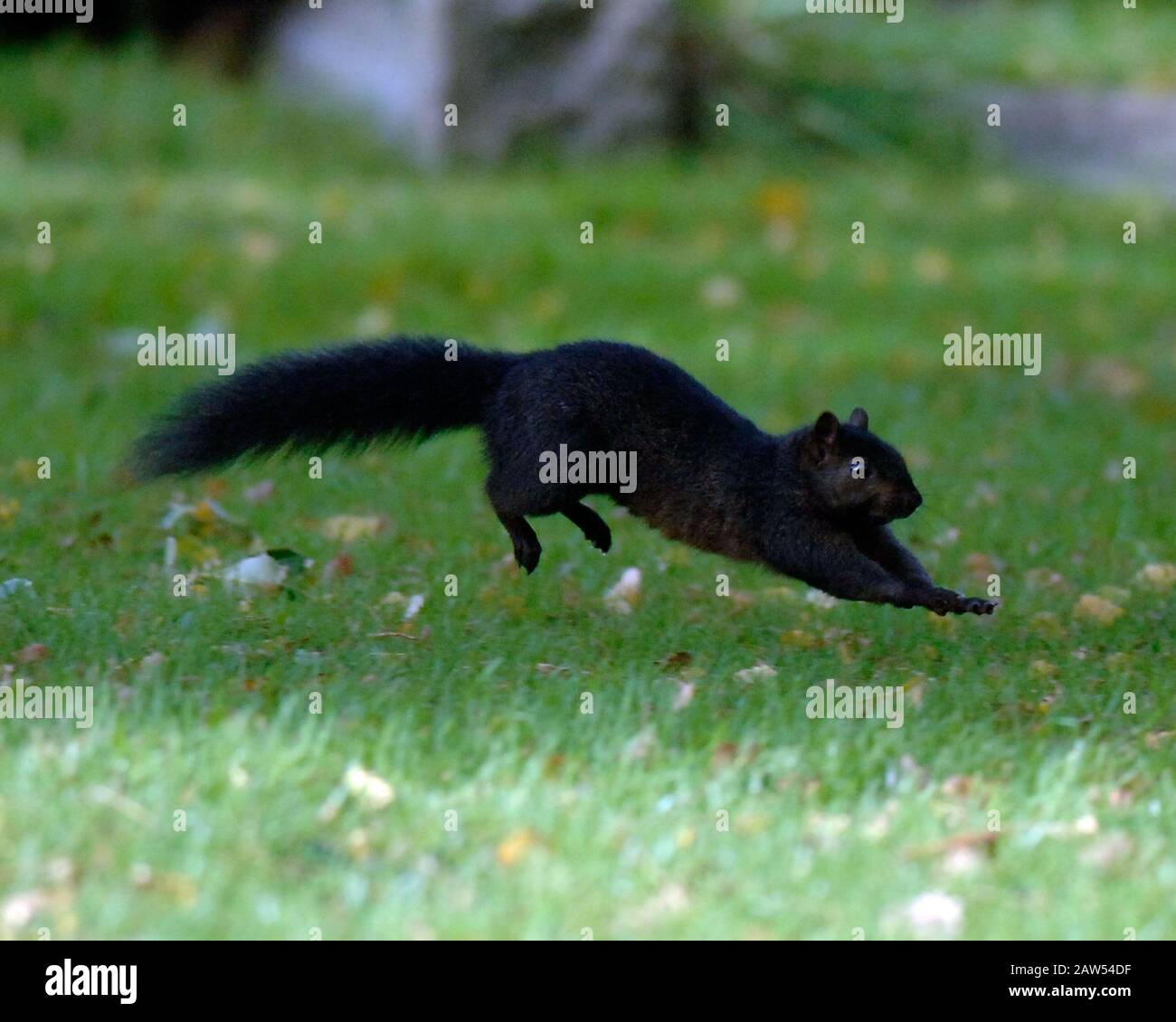 A black squirrel in woodland in Hitchin Hertfordshire. The black ...