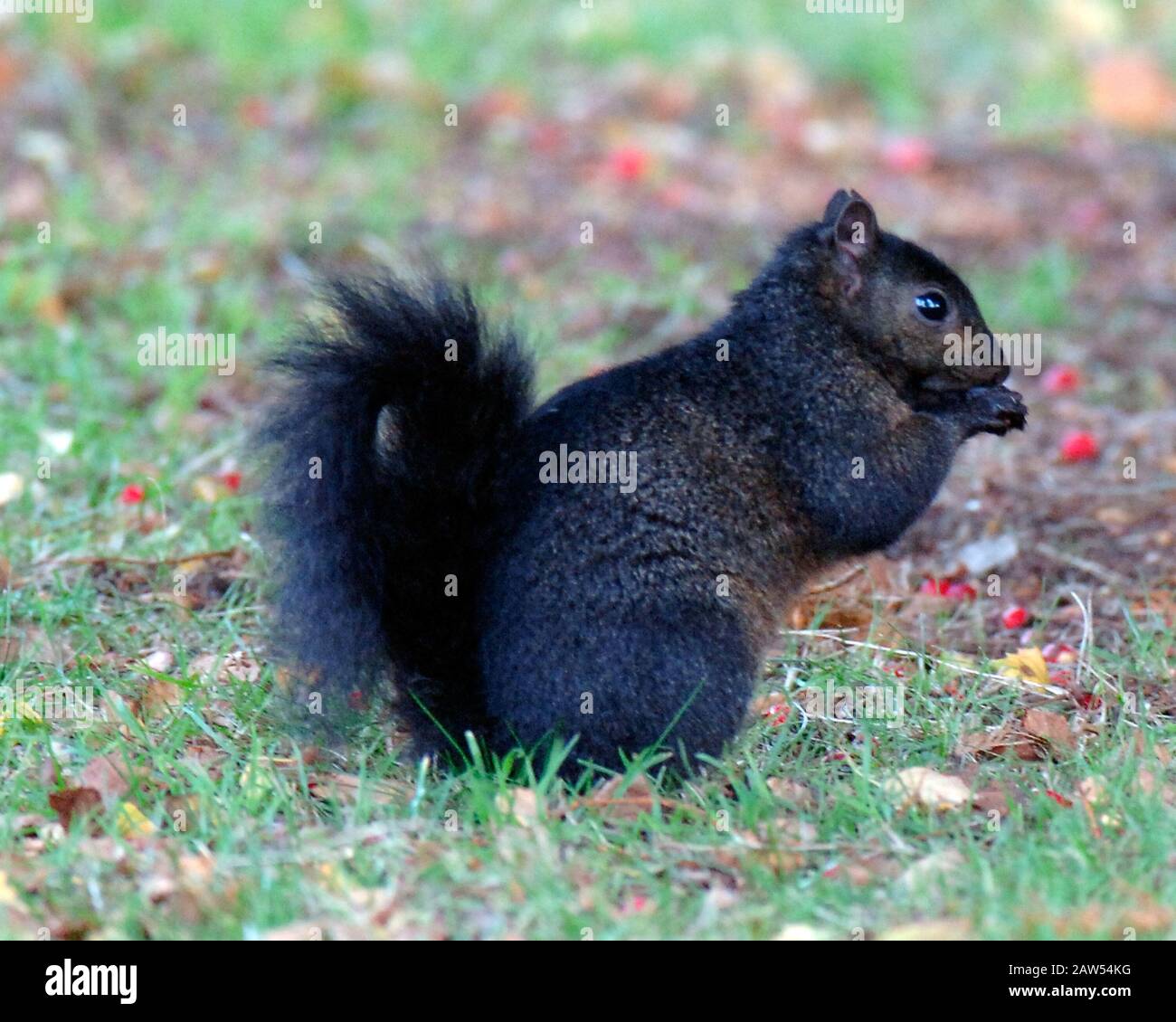 A black squirrel in woodland in Hitchin Hertfordshire. The black ...