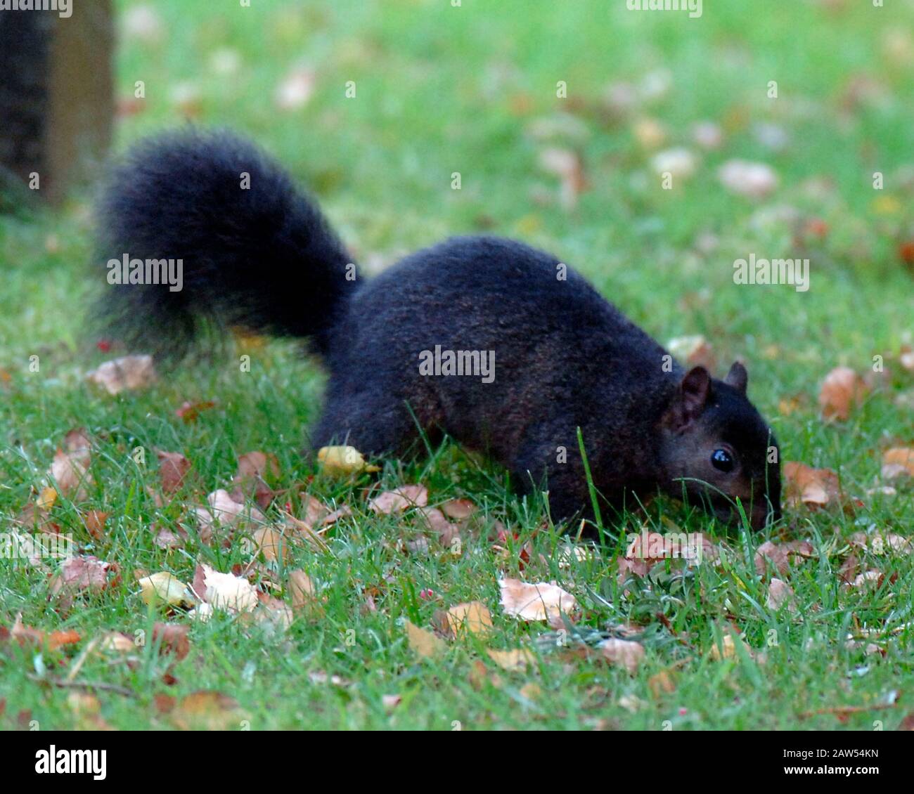 A black squirrel in woodland in Hitchin Hertfordshire. The black ...
