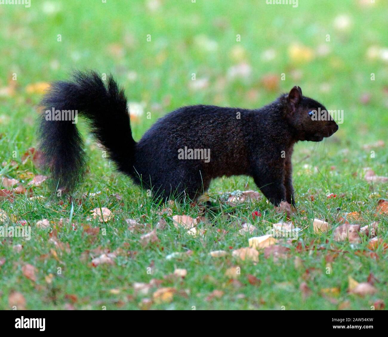 A black squirrel in woodland in Hitchin Hertfordshire. The black ...