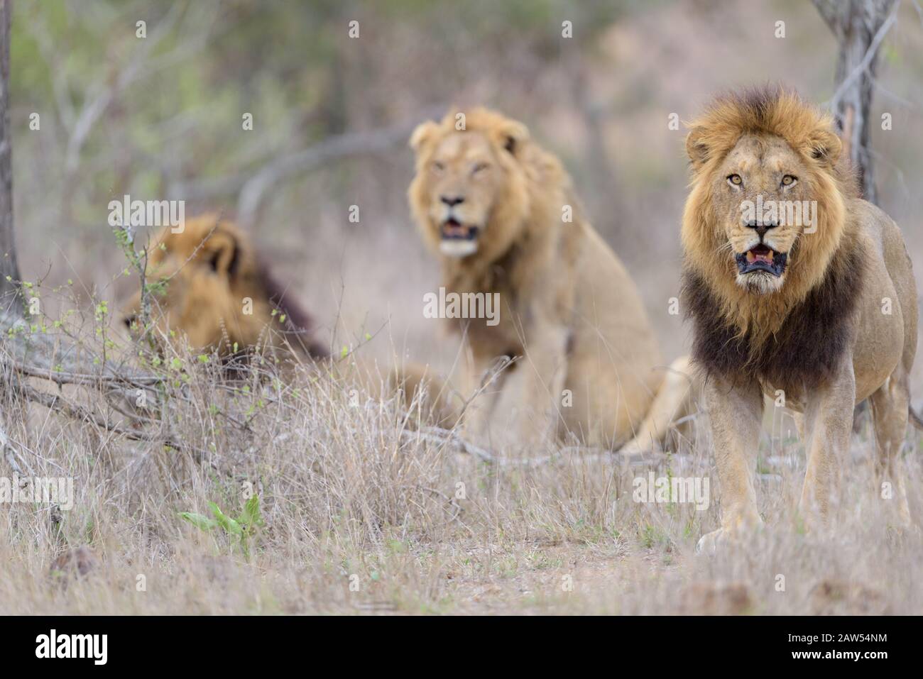 Lion brotherhood hi-res stock photography and images - Alamy