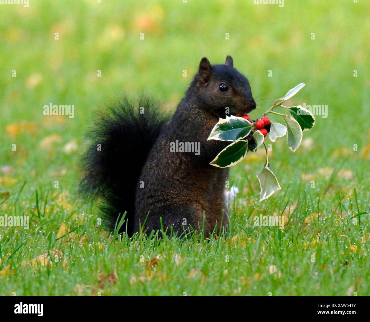 Forward facing squirrel hi-res stock photography and images - Alamy