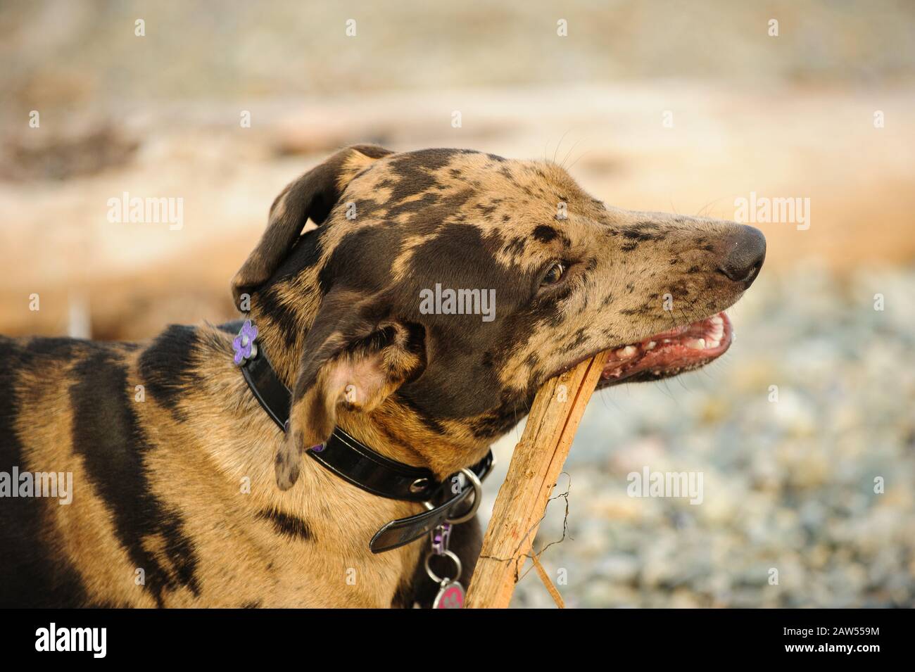 Catahoula leopard dog hi-res stock photography and images - Alamy
