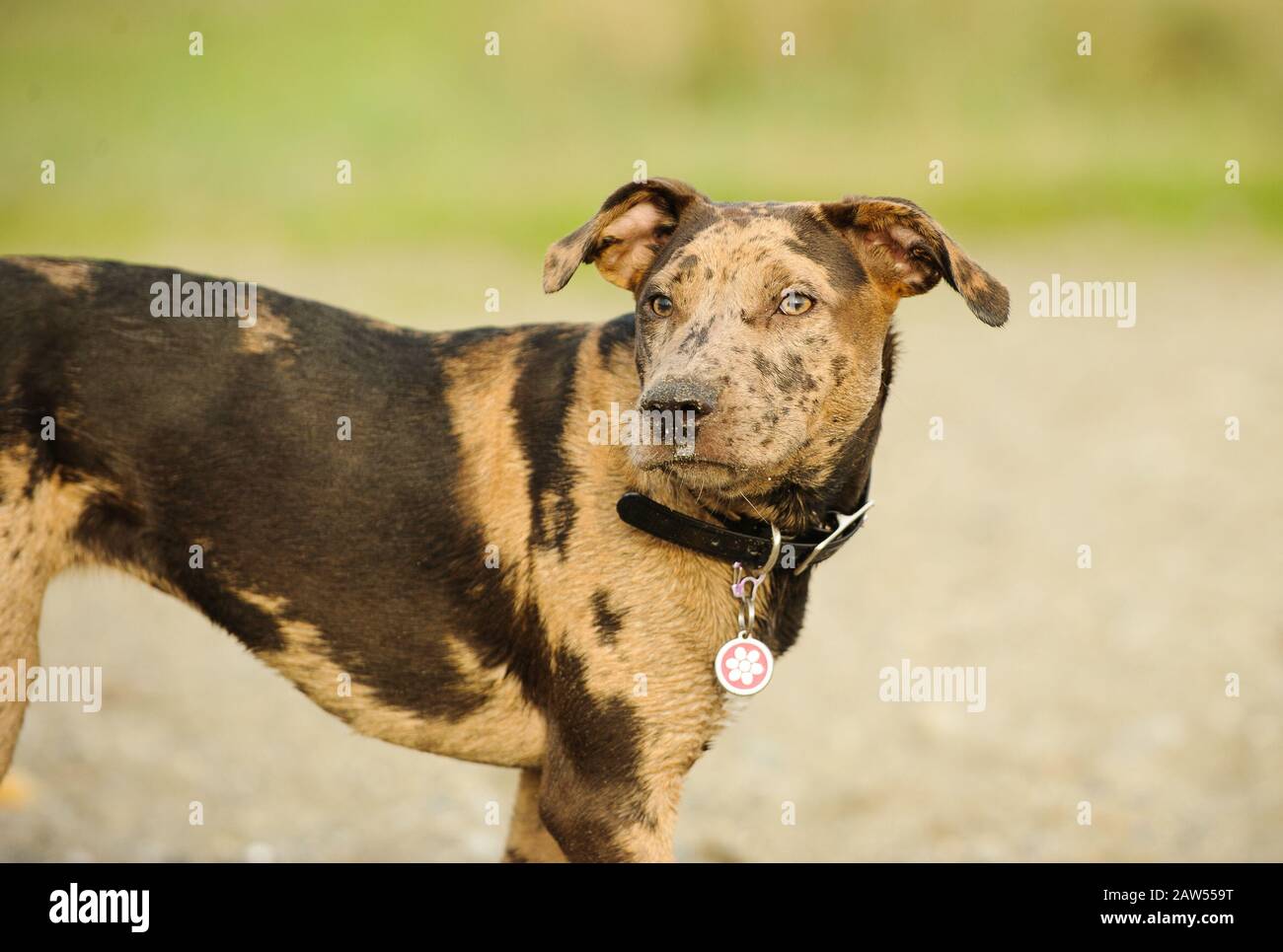 Catahoula leopard dog hi-res stock photography and images - Alamy