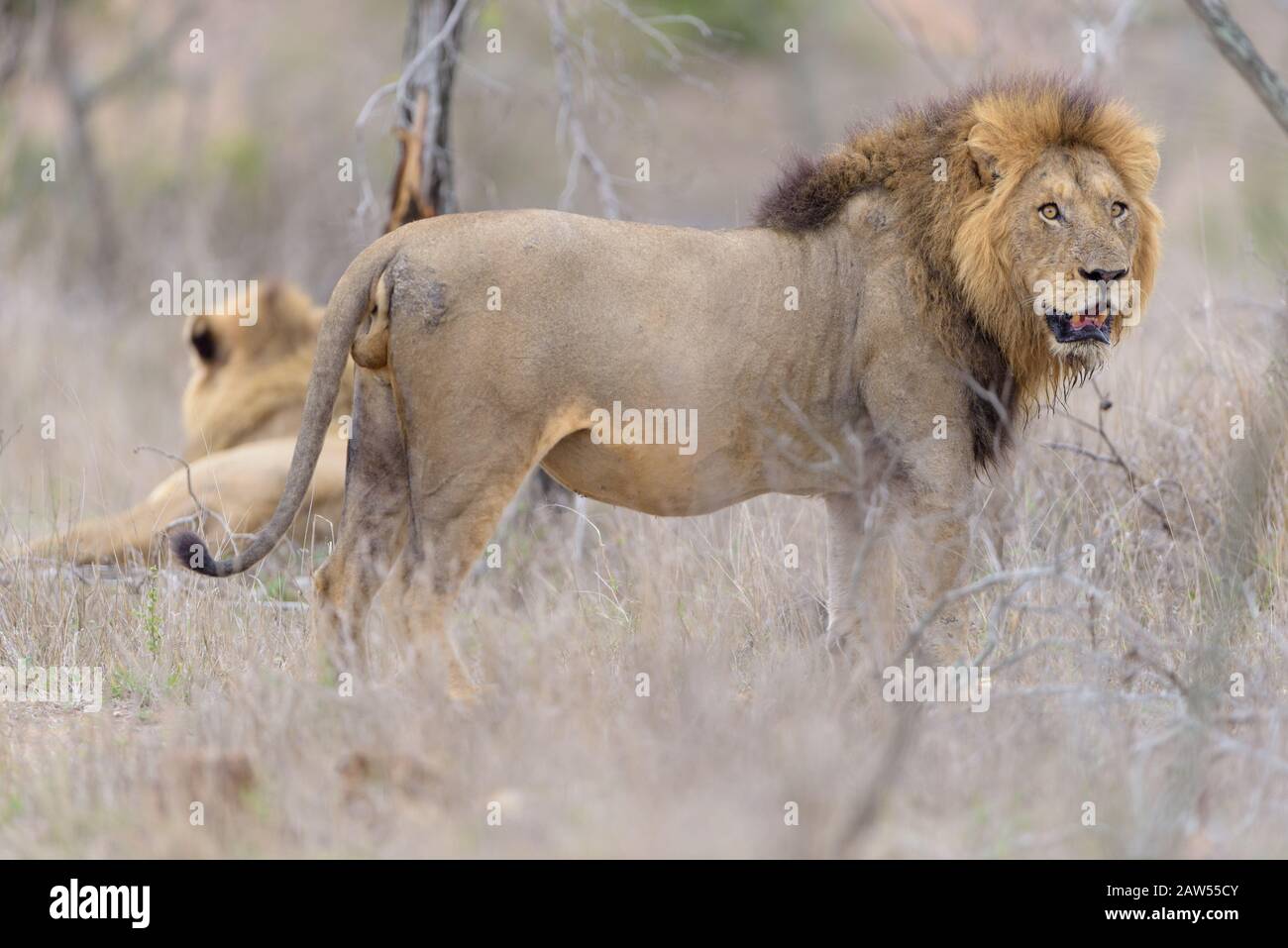African coalition hi-res stock photography and images - Alamy