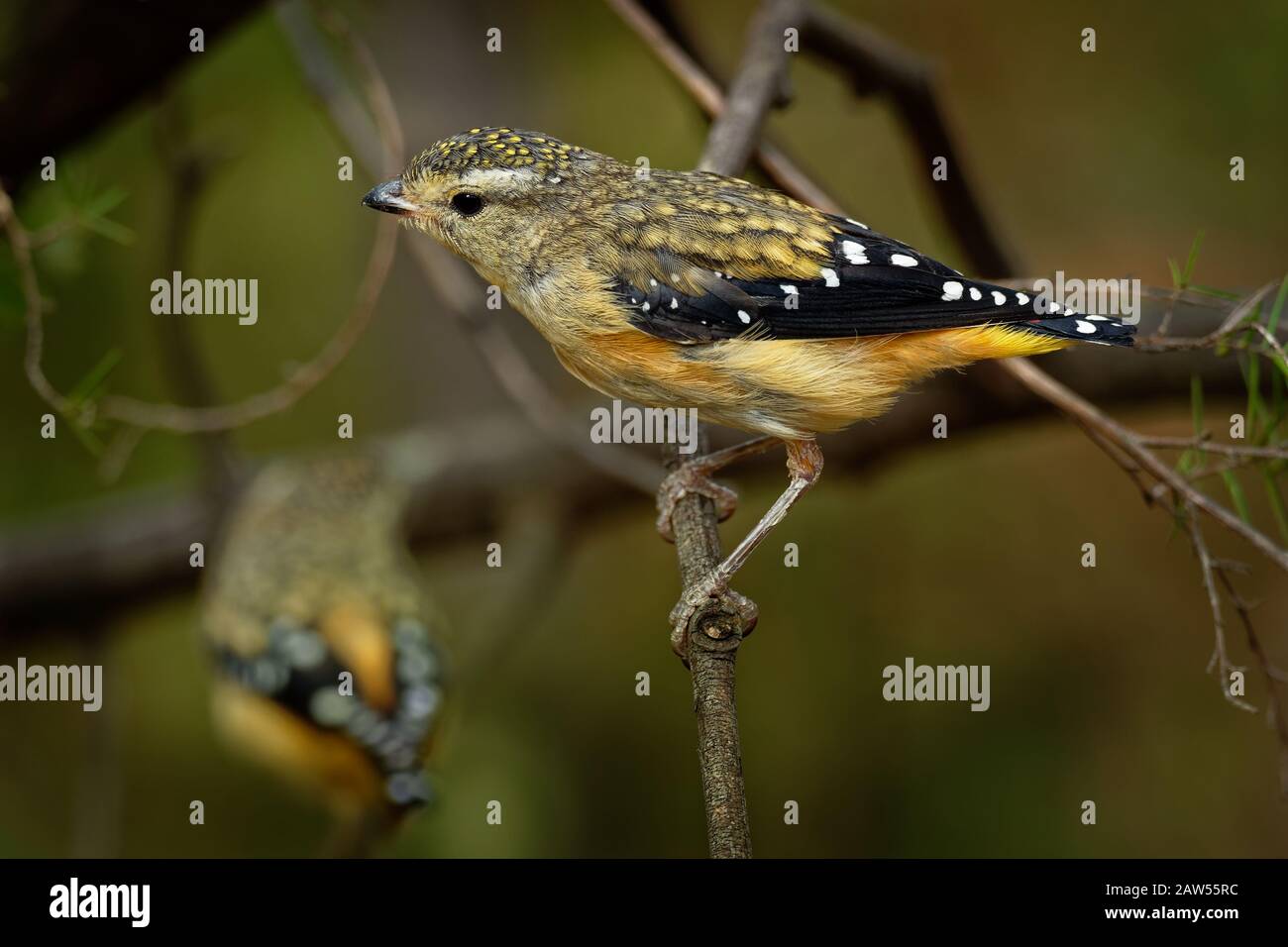 Spotted Pardalote - Pardalotus punctatus small australian bird ...