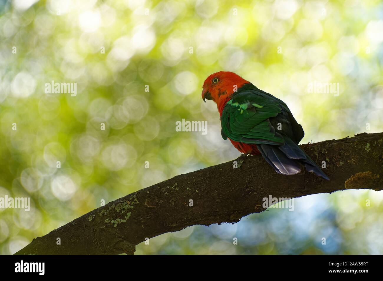 Australian King Parrot - Alisterus scapularis green and red bird ...