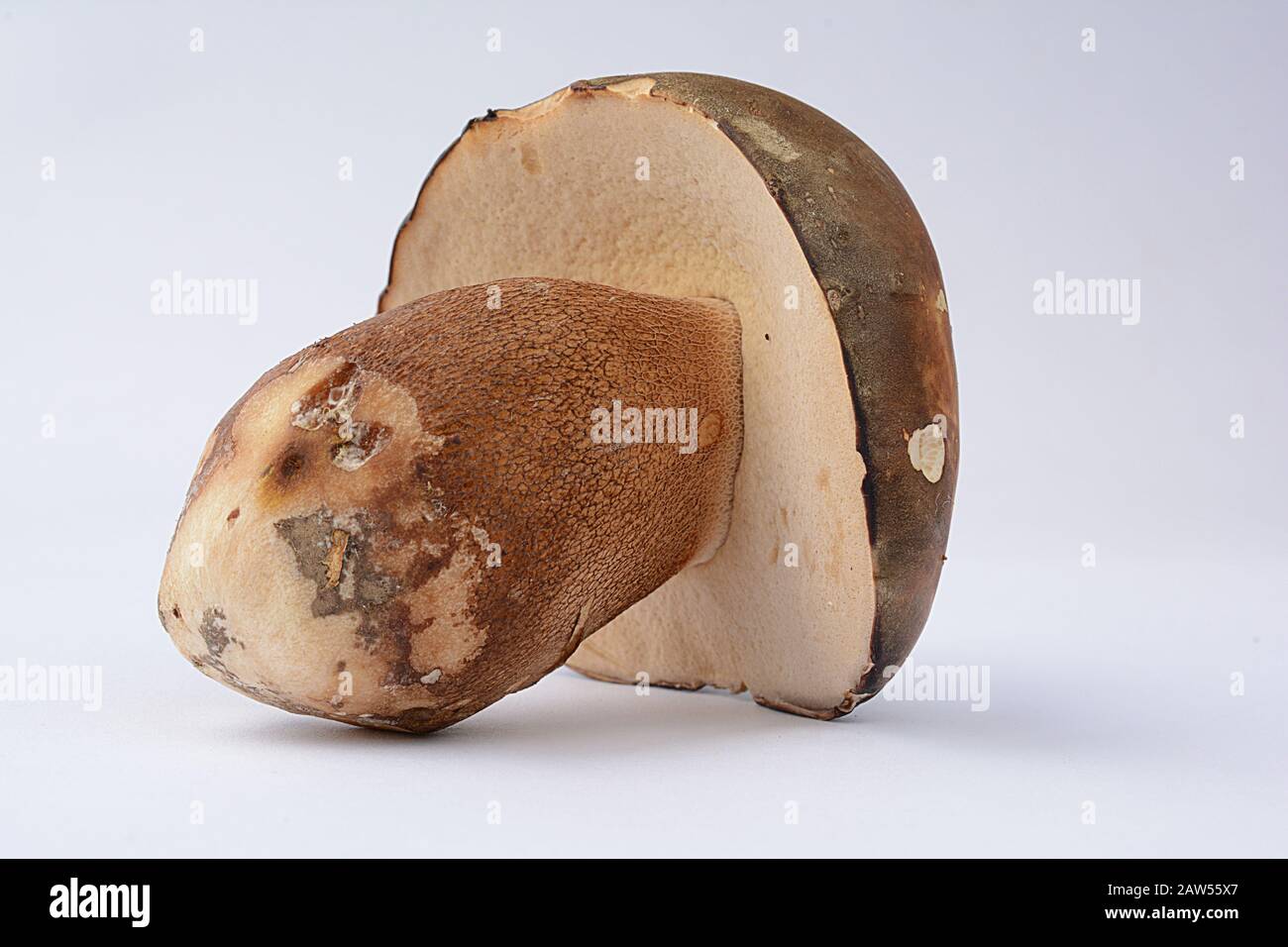 Boletus aereus, Dark cep or Bronze bolete mushroom, highly prized and ...