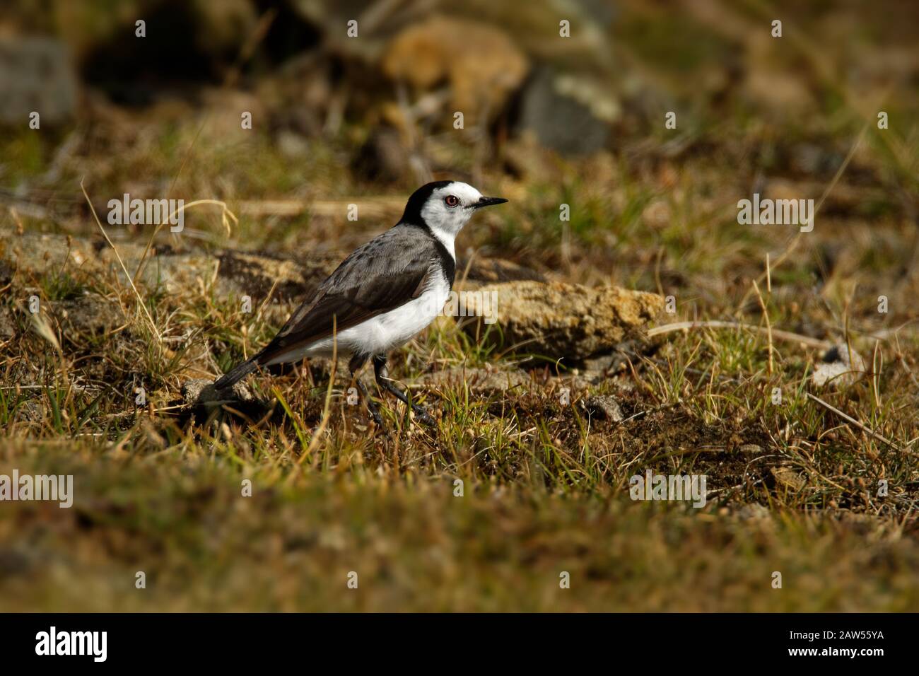 White-fronted chat - Epthianura albifrons species of bird in the ...