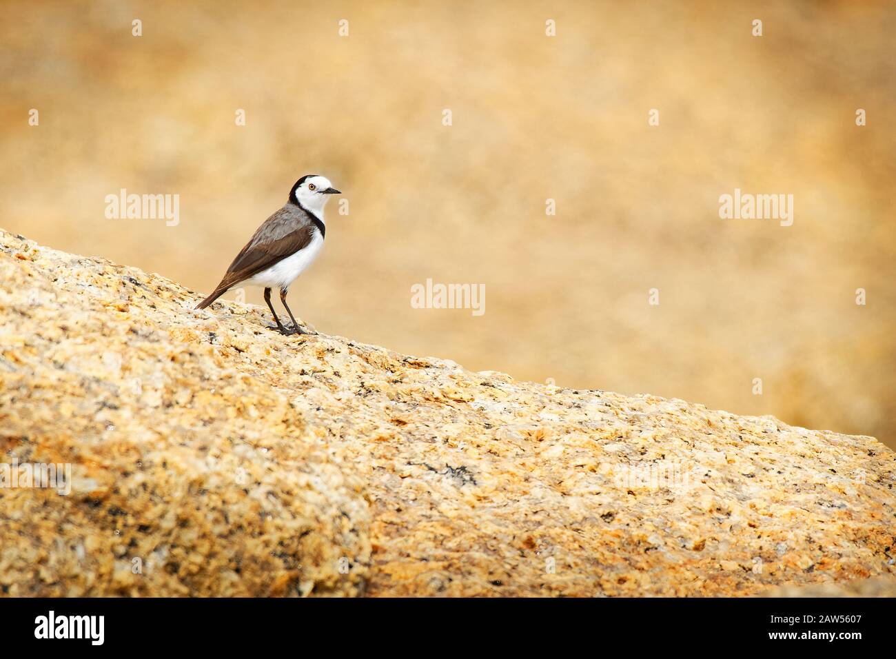 White-fronted chat - Epthianura albifrons species of bird in the ...