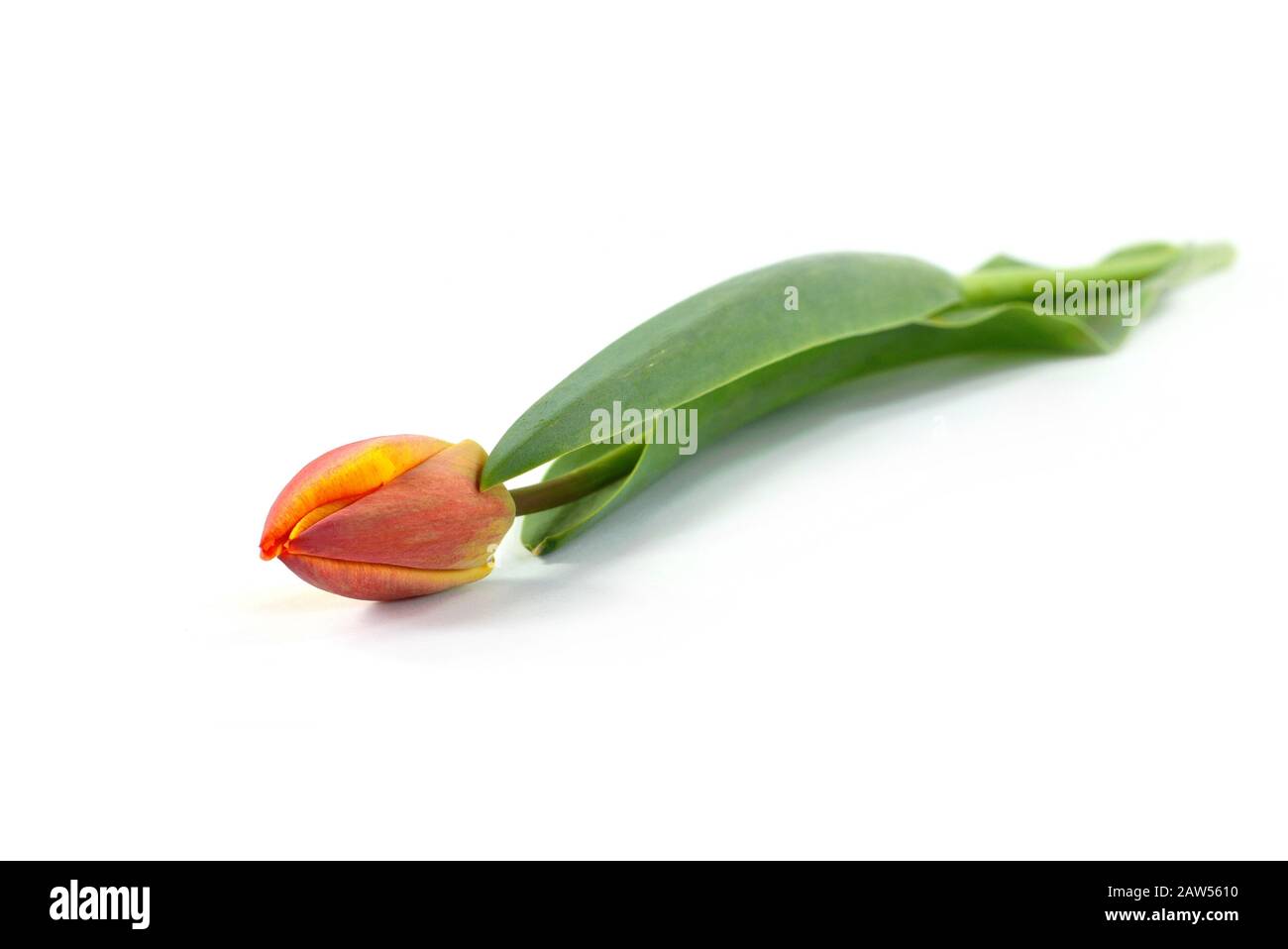 tulip isolated on white Stock Photo - Alamy