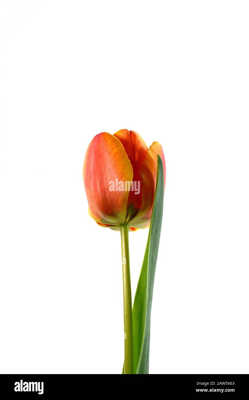 tulip isolated on white Stock Photo - Alamy