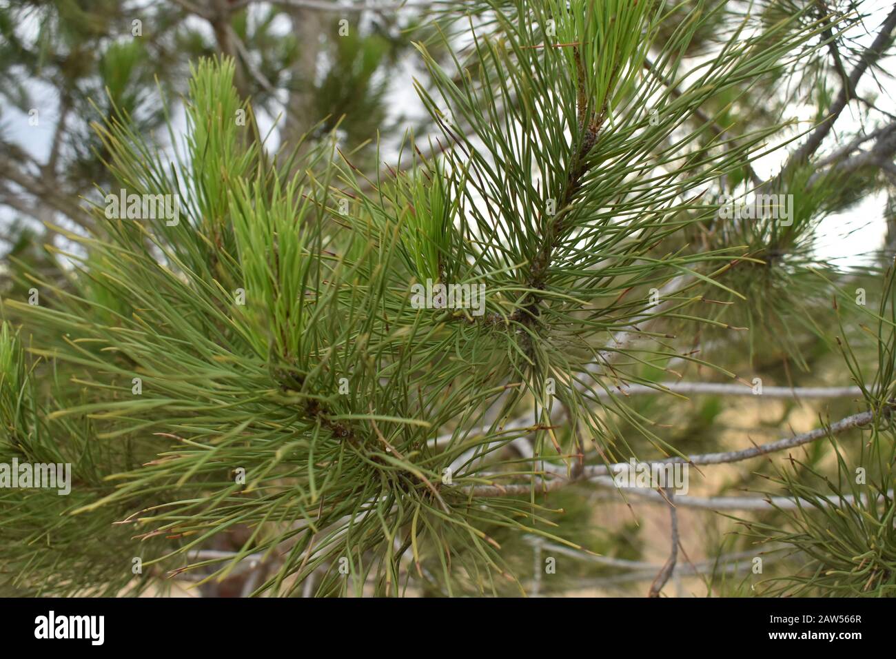 Calabrian pine hi-res stock photography and images - Alamy