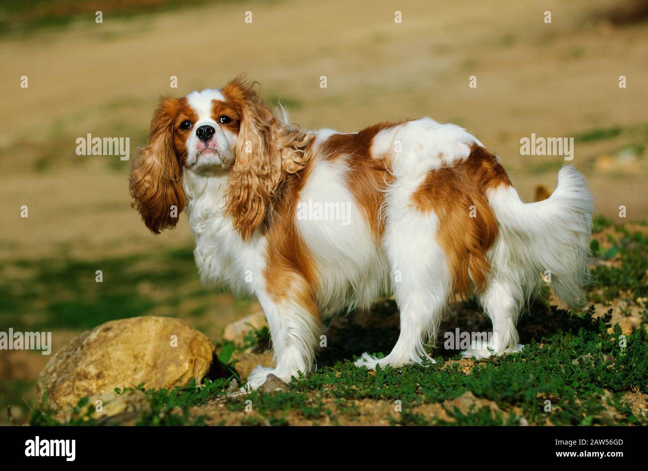 Cavalier King Charles Spaniel dog outdoor portrait Stock Photo - Alamy