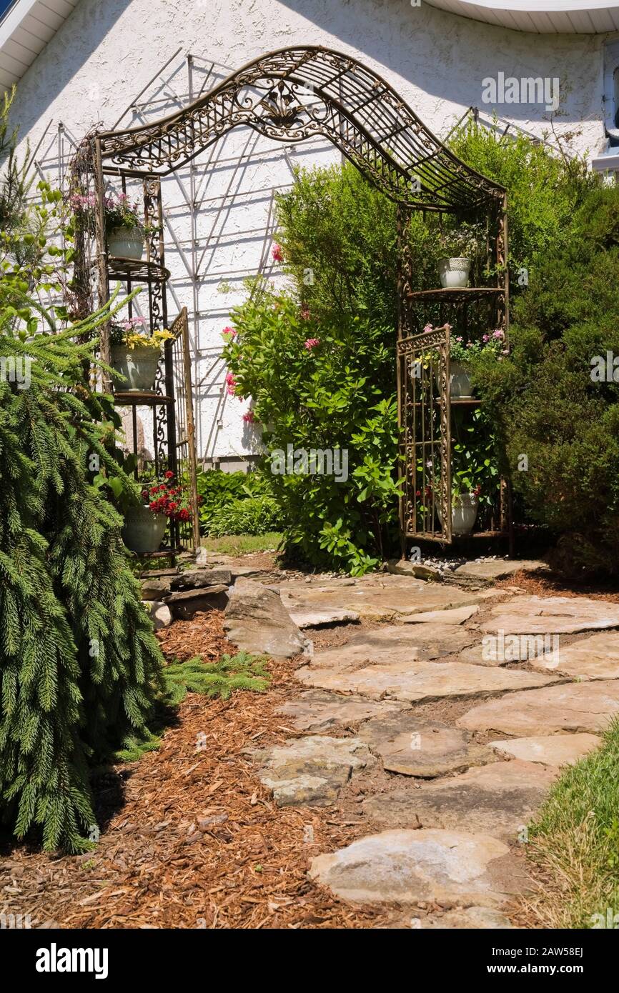 Picea abies pendula - Spruce tree next to flagstone path leading to a ...