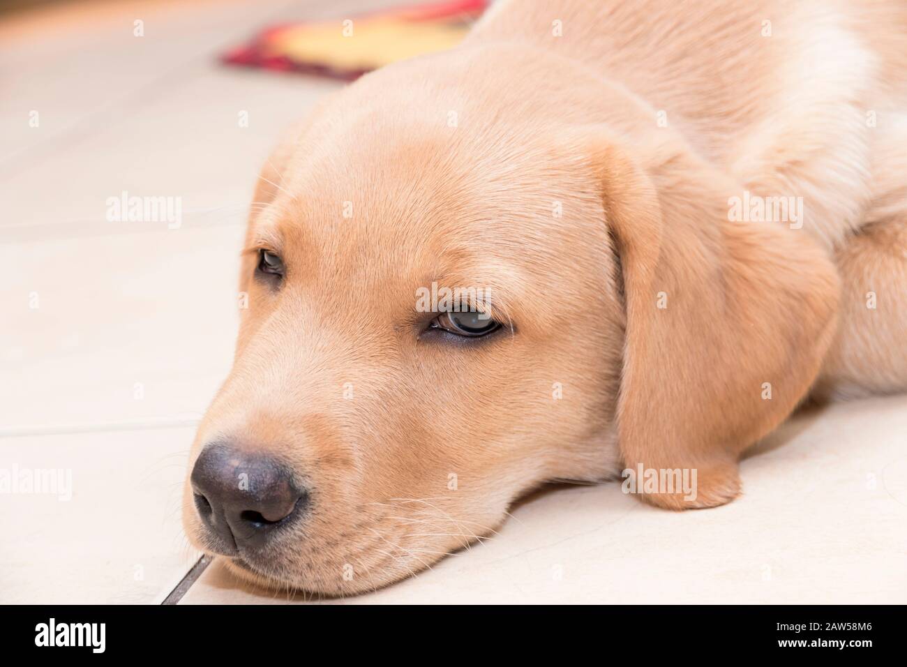 Sad little animal hi-res stock photography and images - Alamy