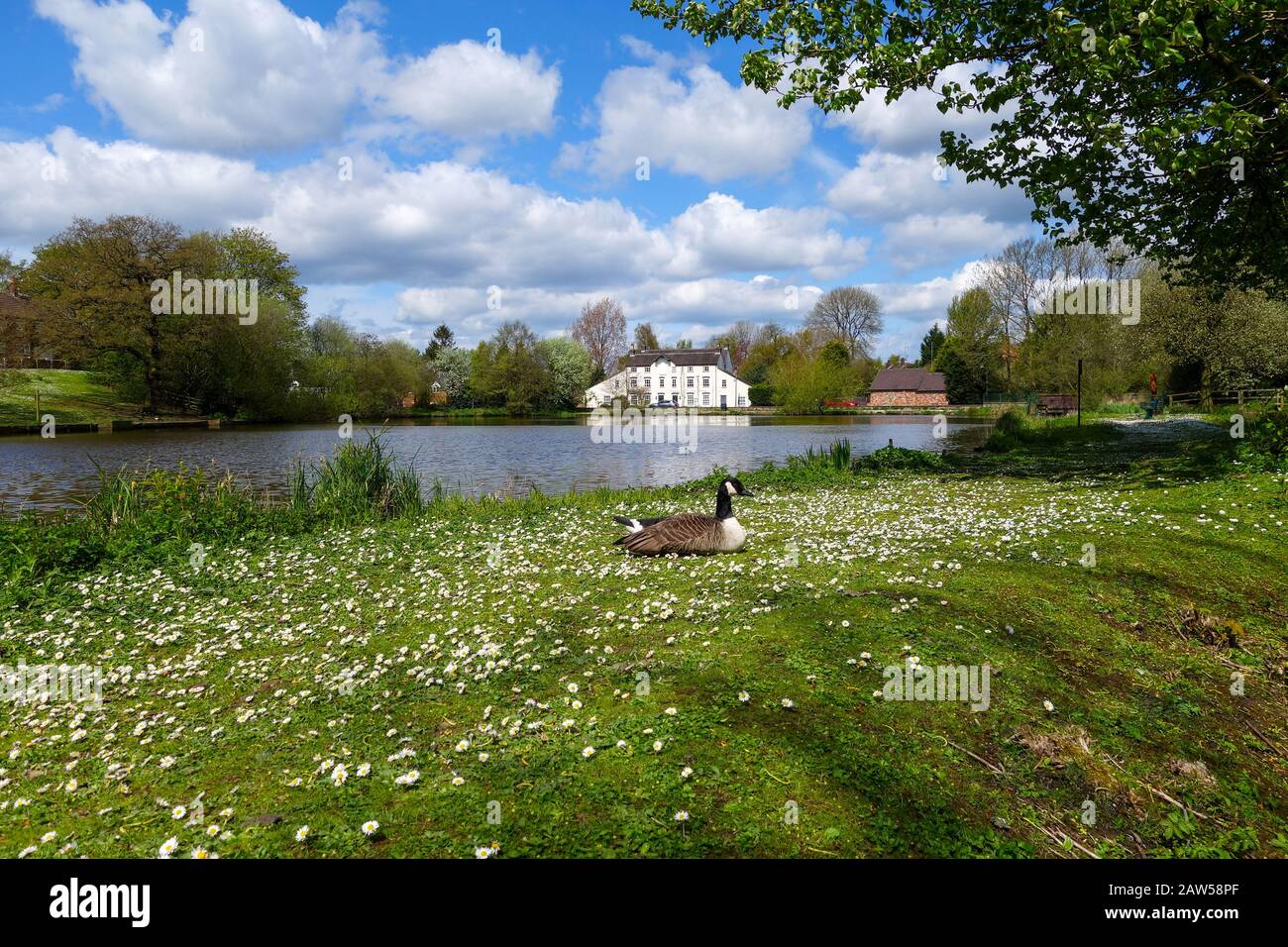 Madeley Mill and Madeley Pool, Madeley, Staffordshire, England, UK ...
