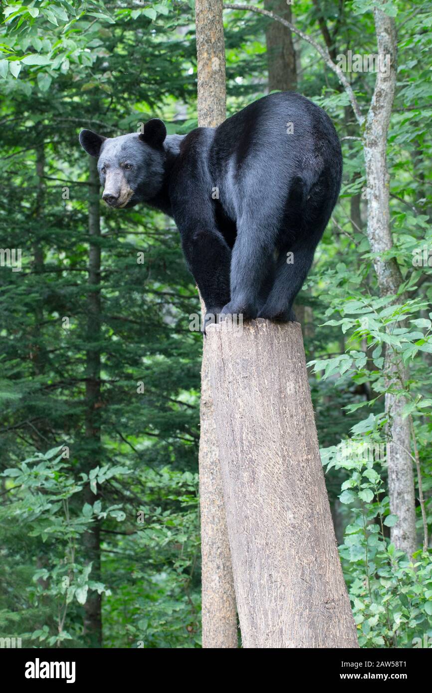 acrobat bear, look out bear, showing my best side, bear in the forest ...