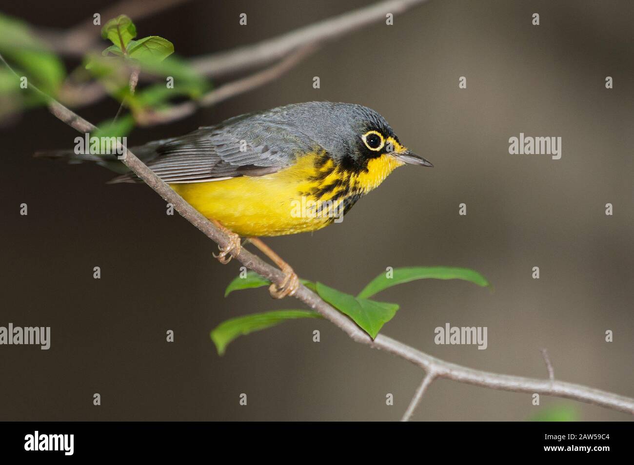 Canada warbler during spring migration Stock Photo - Alamy