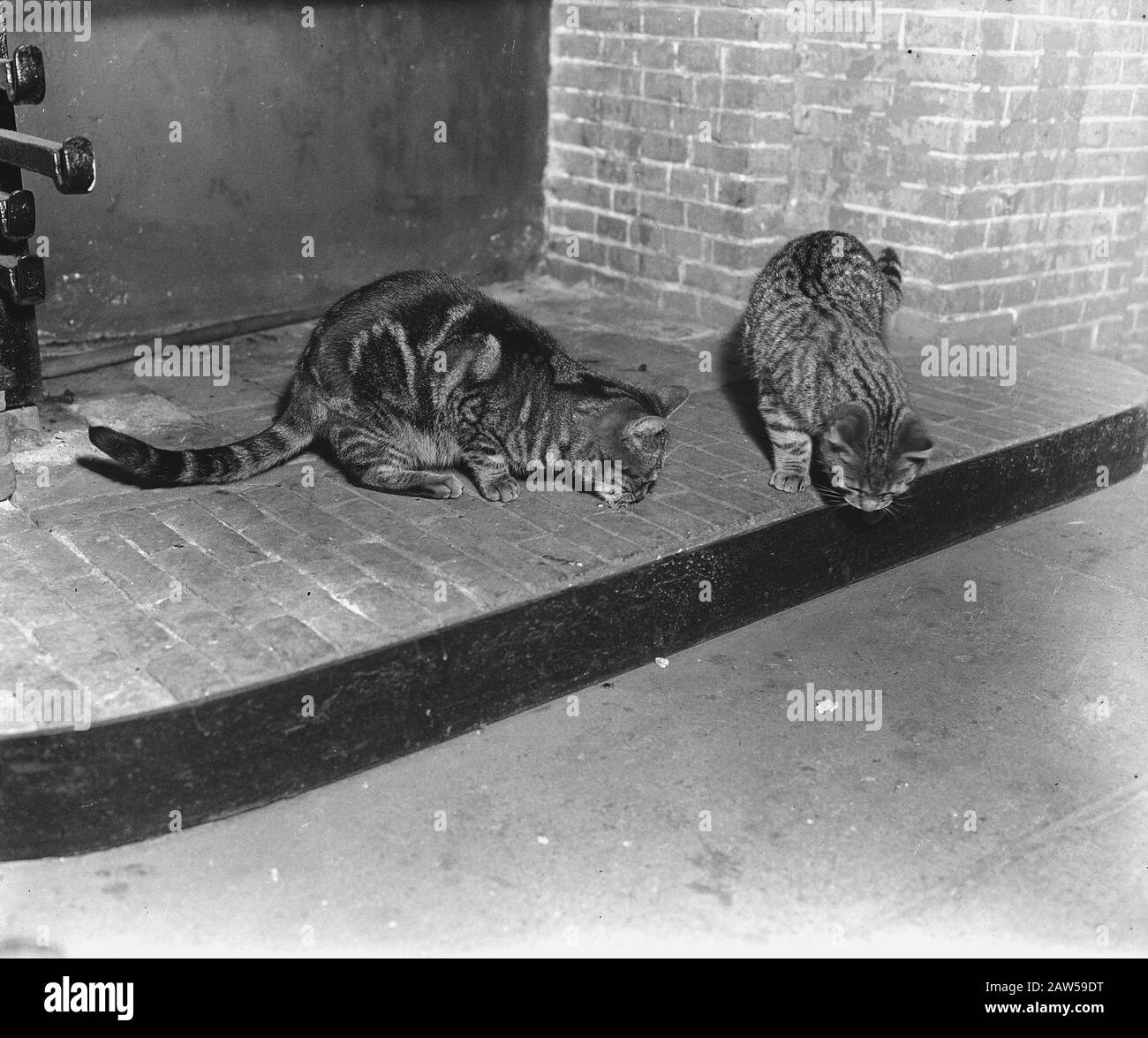 Reportage British Embassy and Ambassador Sir Neville Bland i.v.m. his ...