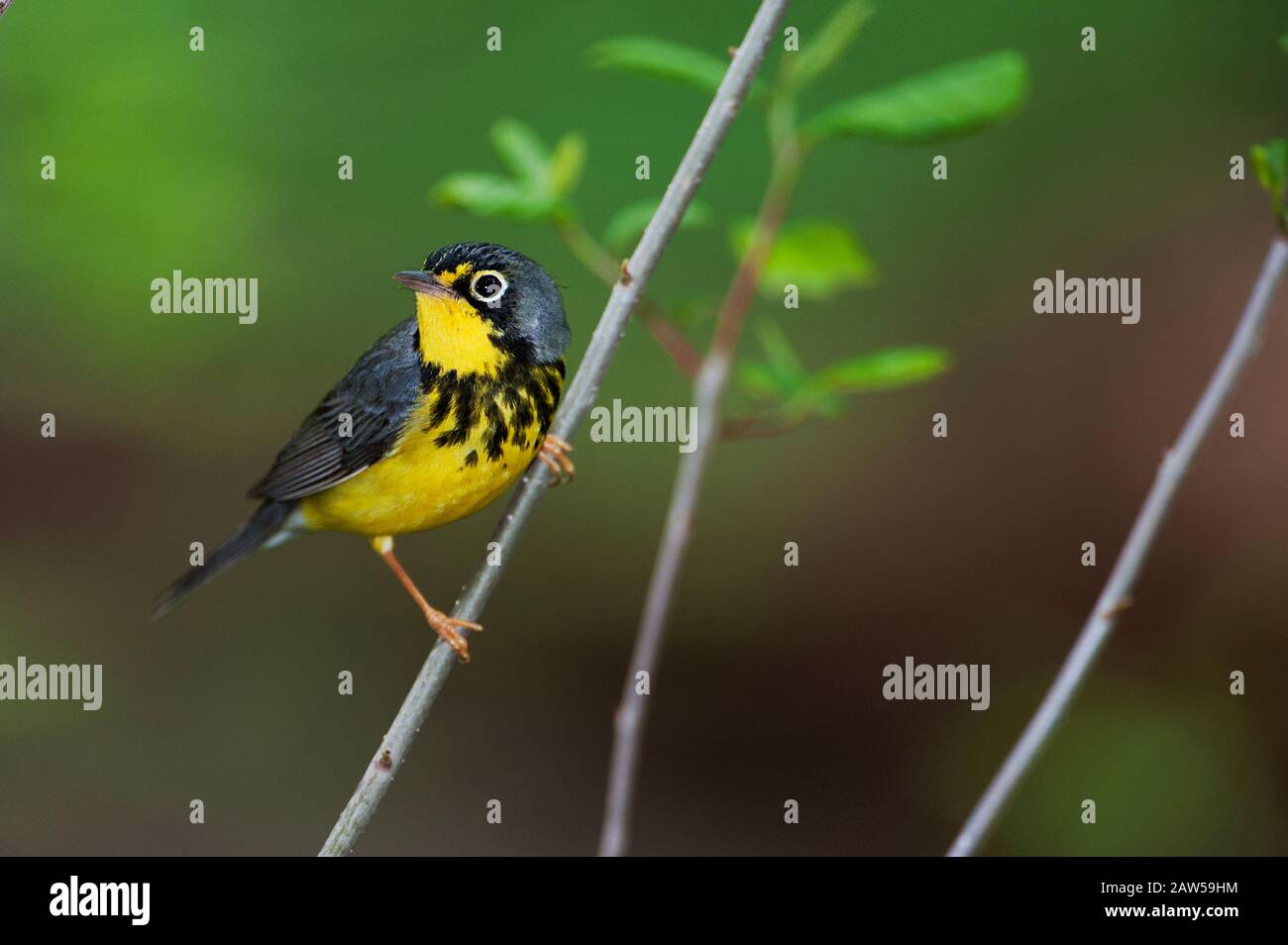 Canada warbler during spring migration Stock Photo - Alamy