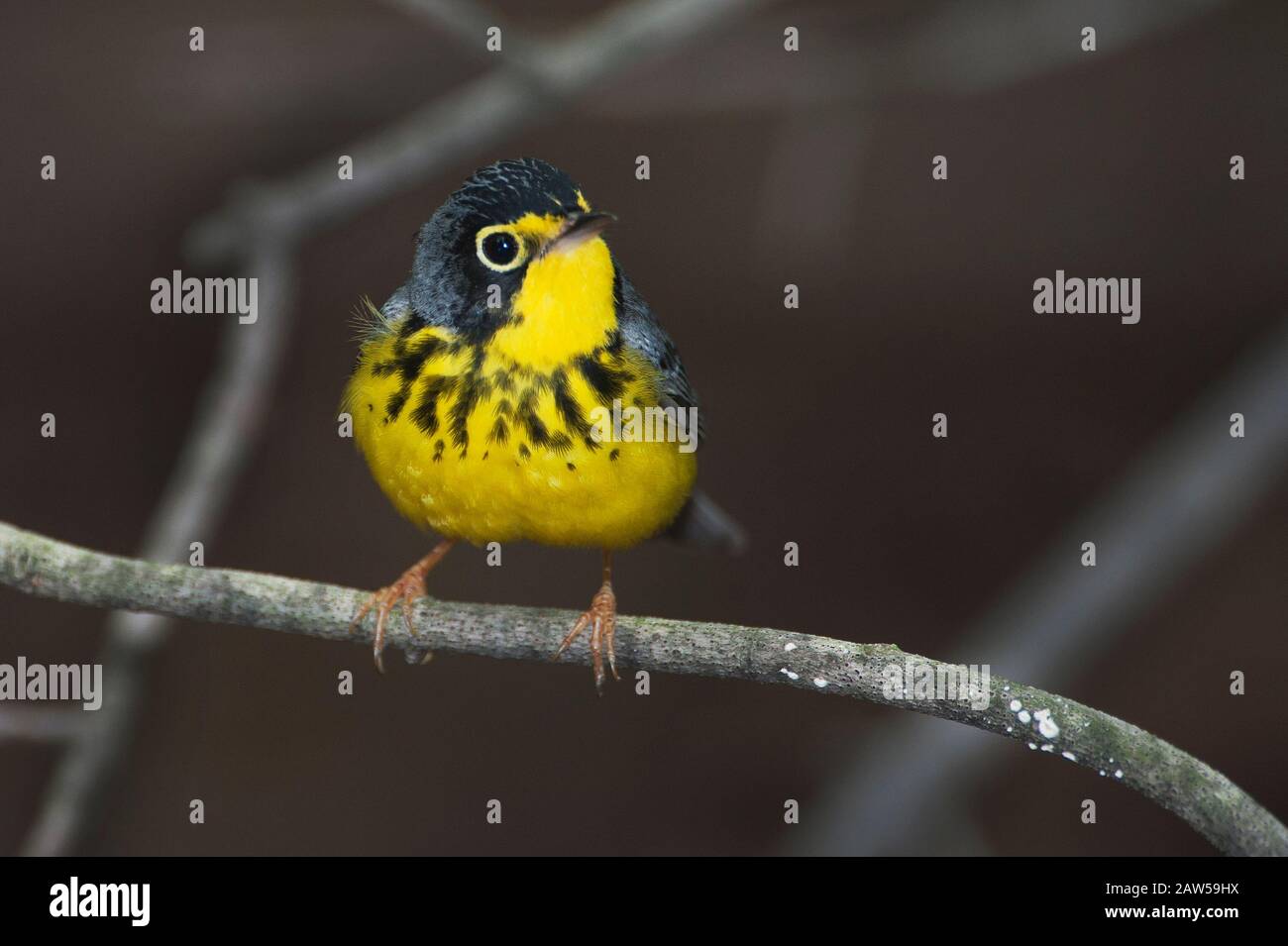 Canada warbler during spring migration Stock Photo - Alamy