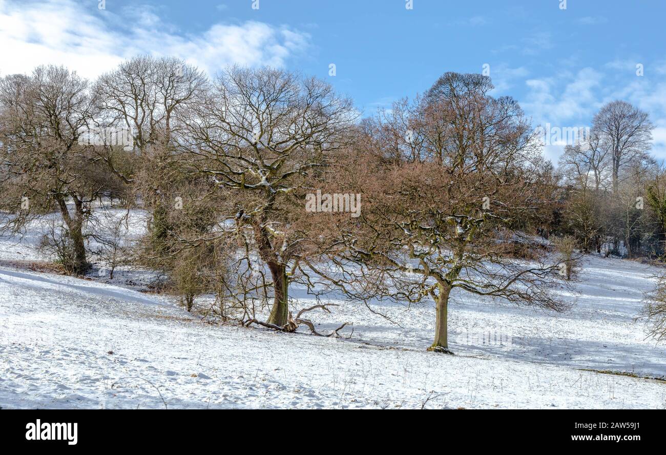 Winter trees in snow in Baildon, Yorkshire, England Stock Photo - Alamy