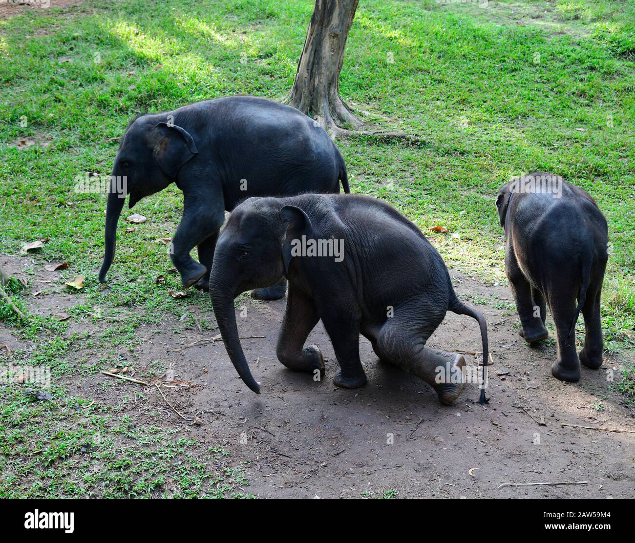 The Elephant Rehabilitation Centre is a care and cure home for ...