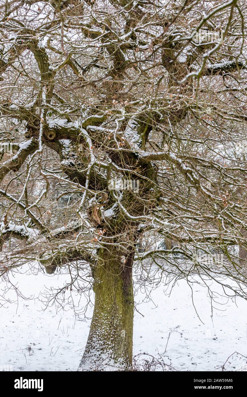 Old english oak tree winter hi-res stock photography and images - Alamy