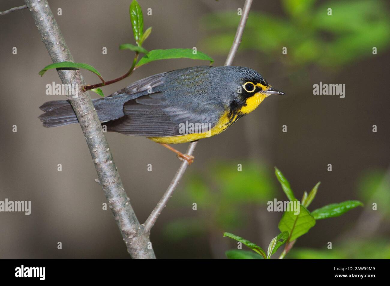 Canada warbler during spring migration Stock Photo - Alamy