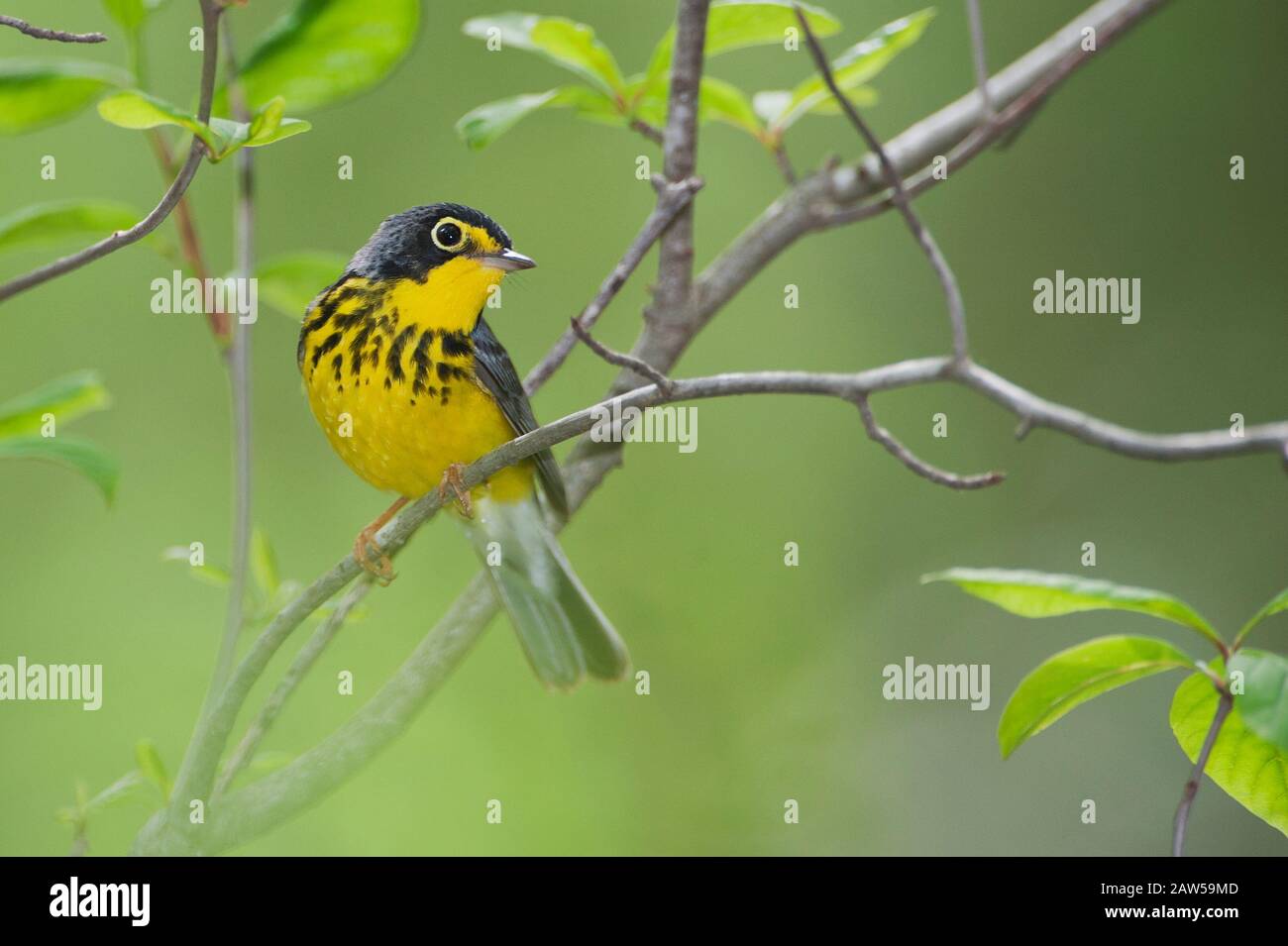 Canada warbler during spring migration Stock Photo - Alamy