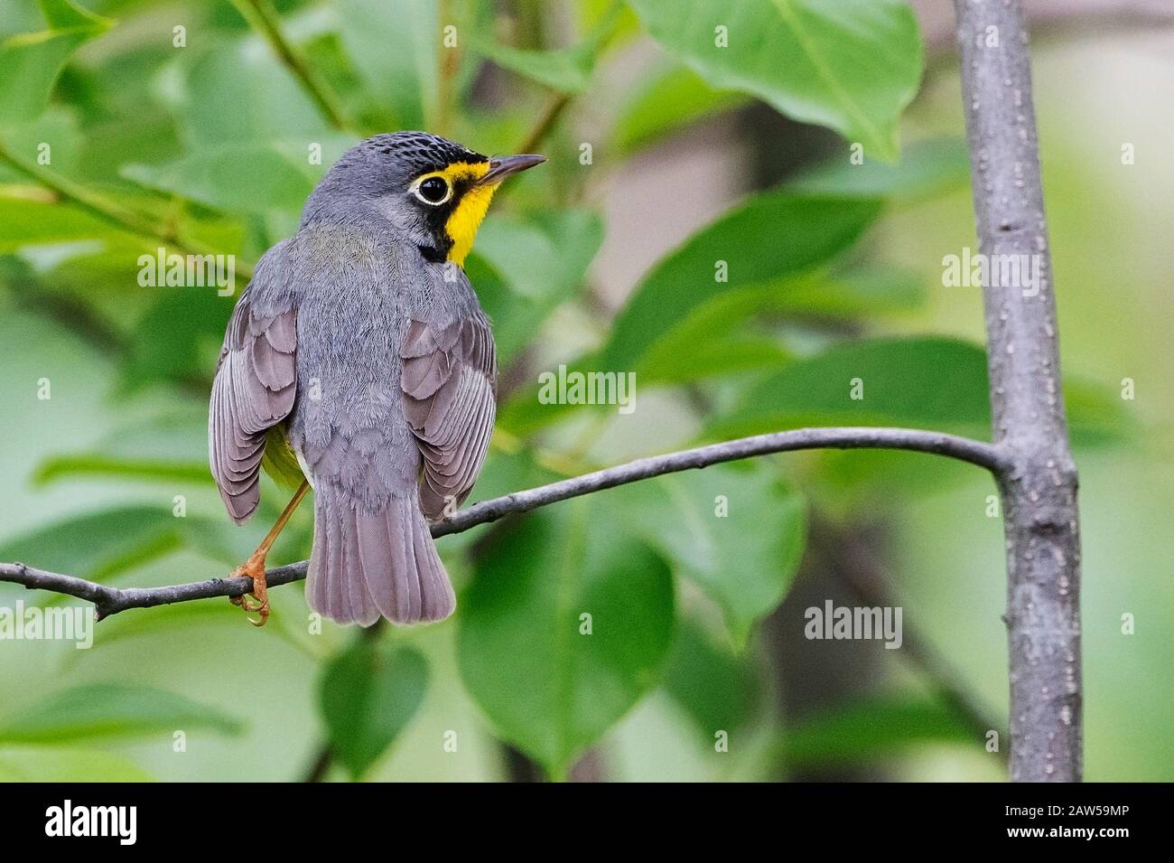 Canada warbler during spring migration Stock Photo - Alamy