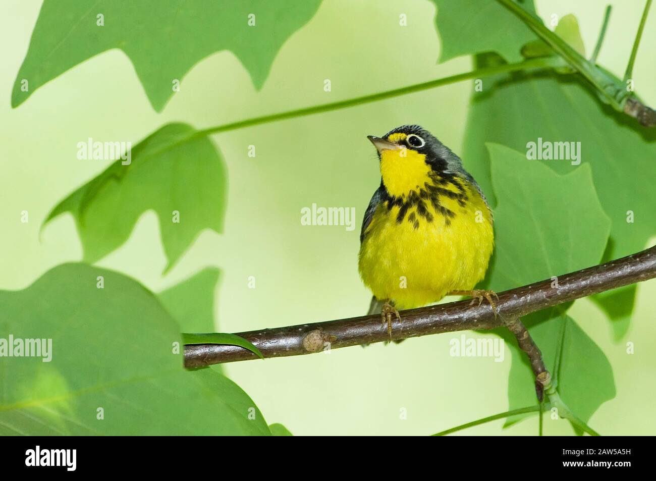 Canada warbler during spring migration Stock Photo - Alamy