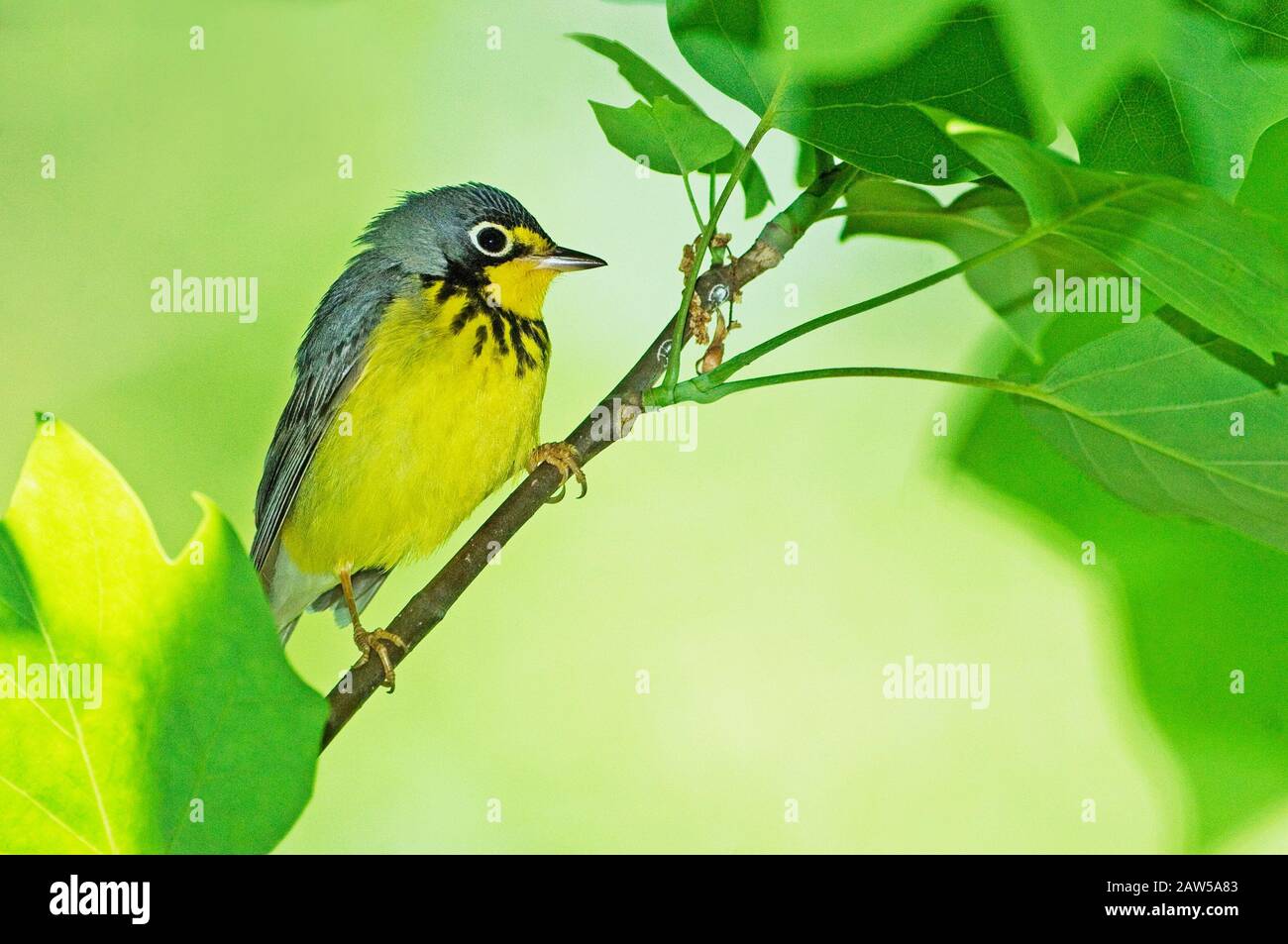 Canada warbler during spring migration Stock Photo - Alamy