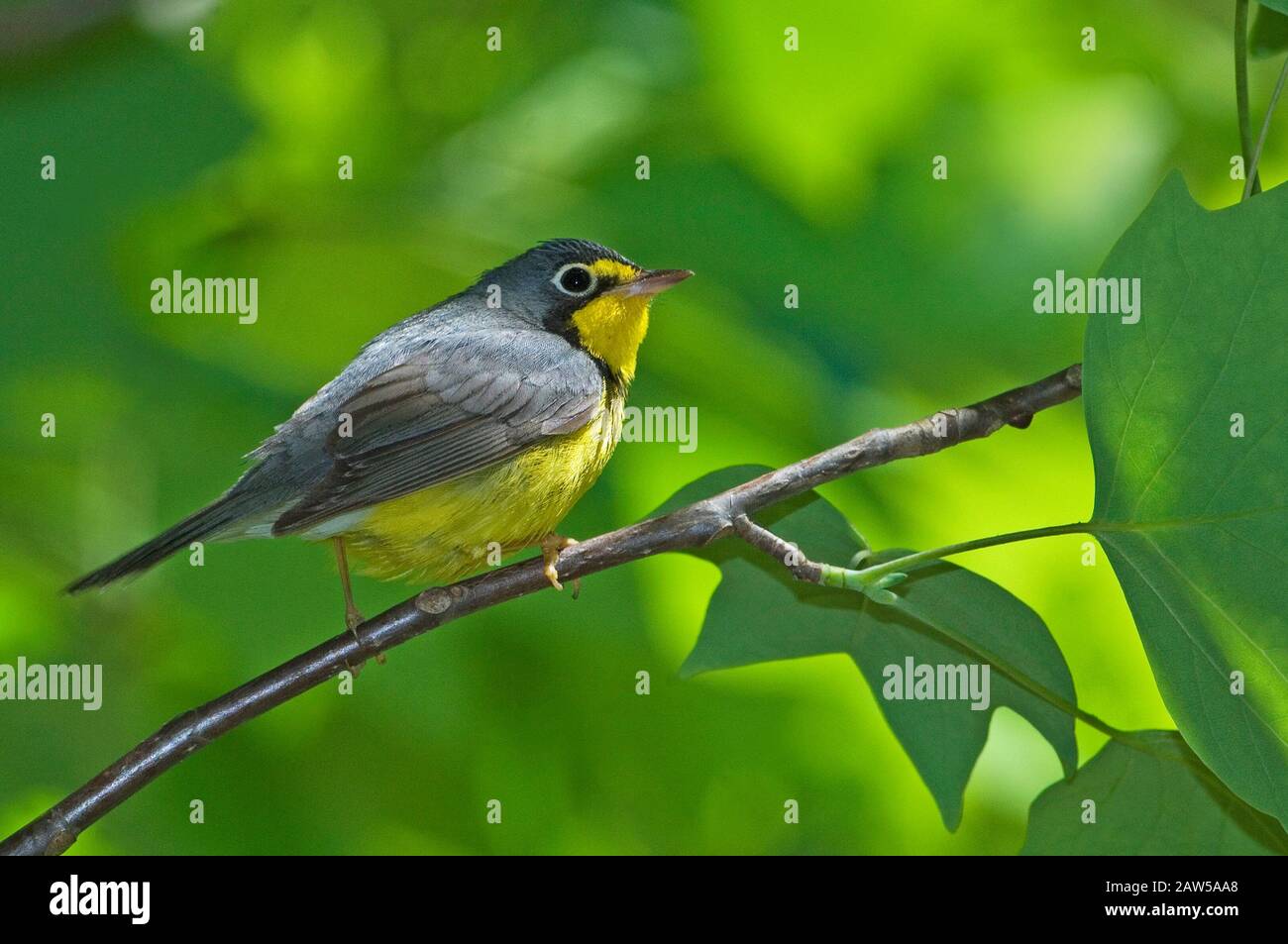 Canada warbler during spring migration Stock Photo - Alamy