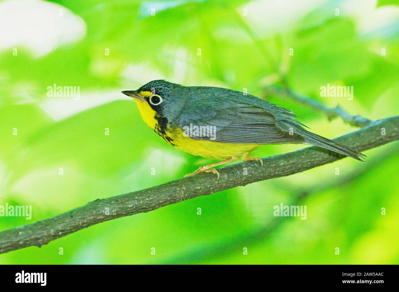 Canada warbler during spring migration Stock Photo - Alamy