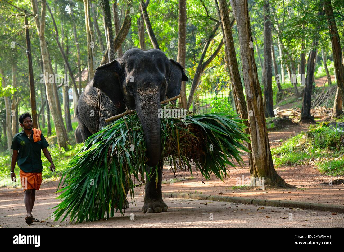 Kottoor elephant rehabilitation centre hi-res stock photography and ...