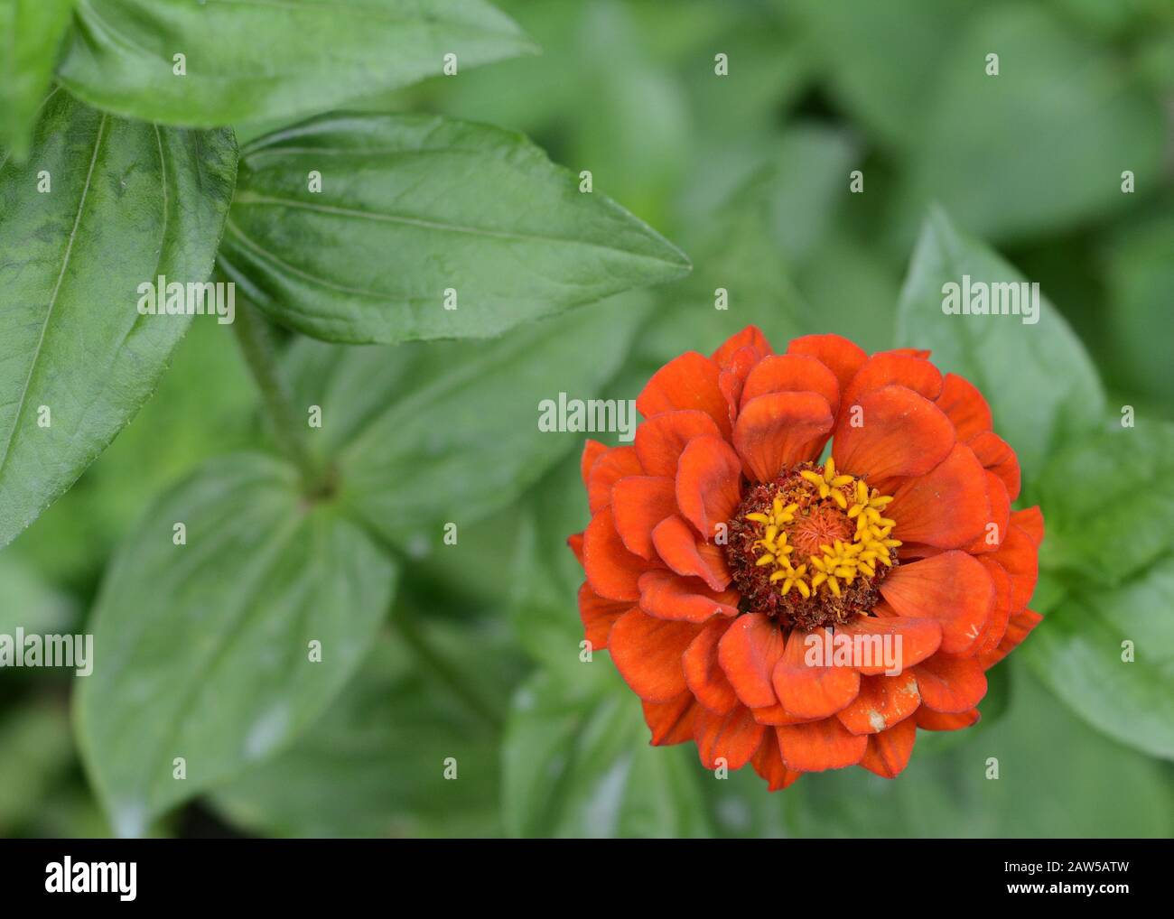 Common Zinnia (Zinnia elegans) in the garden Stock Photo - Alamy