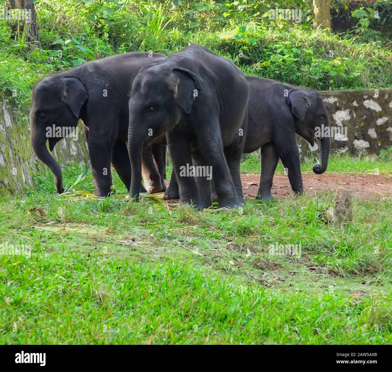 The Elephant Rehabilitation Centre is a care and cure home for ...