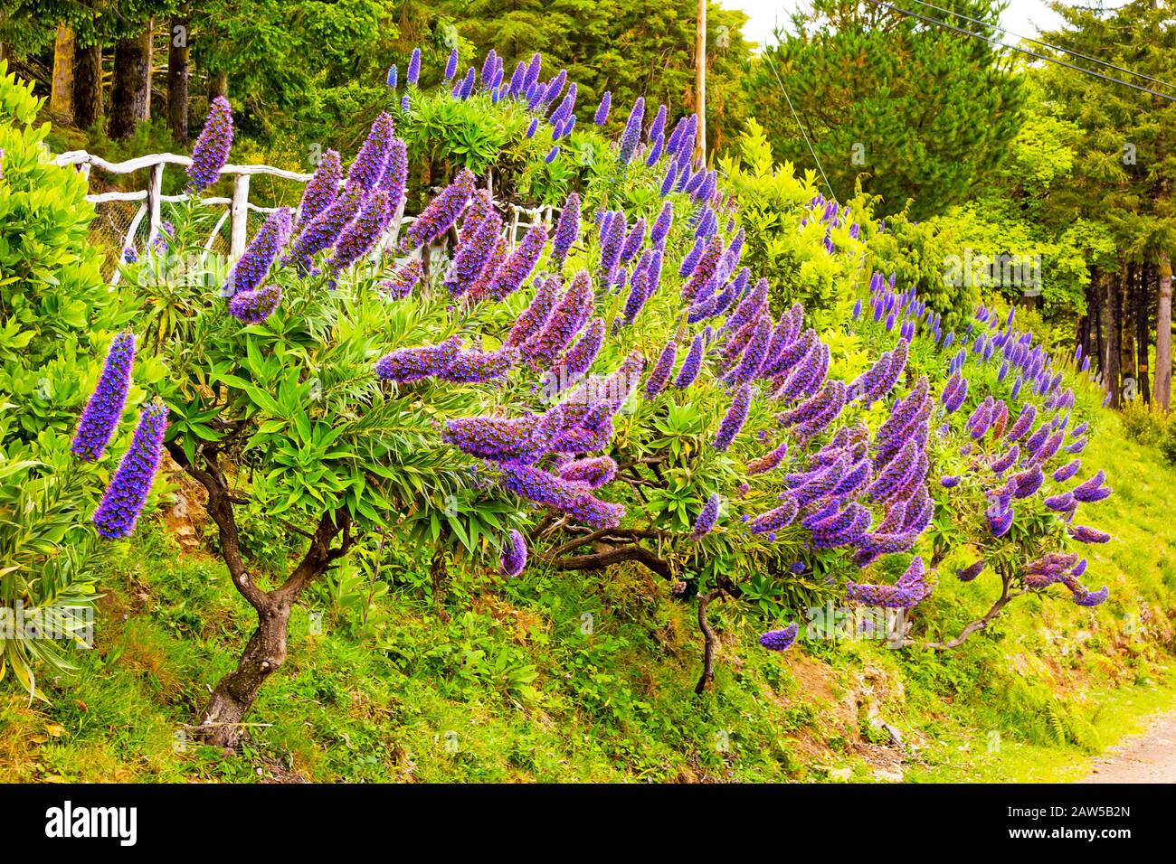 Pride of Madeira, Echium candicans, purple flower blossoms Stock Photo ...