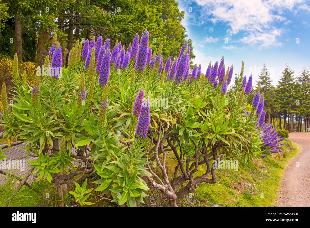 Pride of Madeira, Echium candicans, purple flower blossoms Stock Photo ...