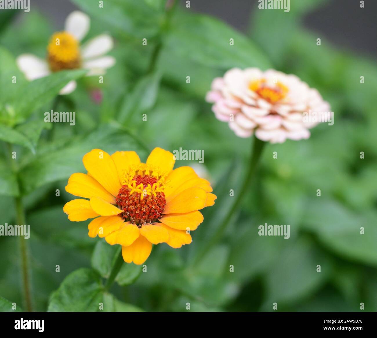 Common Zinnia (Zinnia elegans) in the garden Stock Photo - Alamy