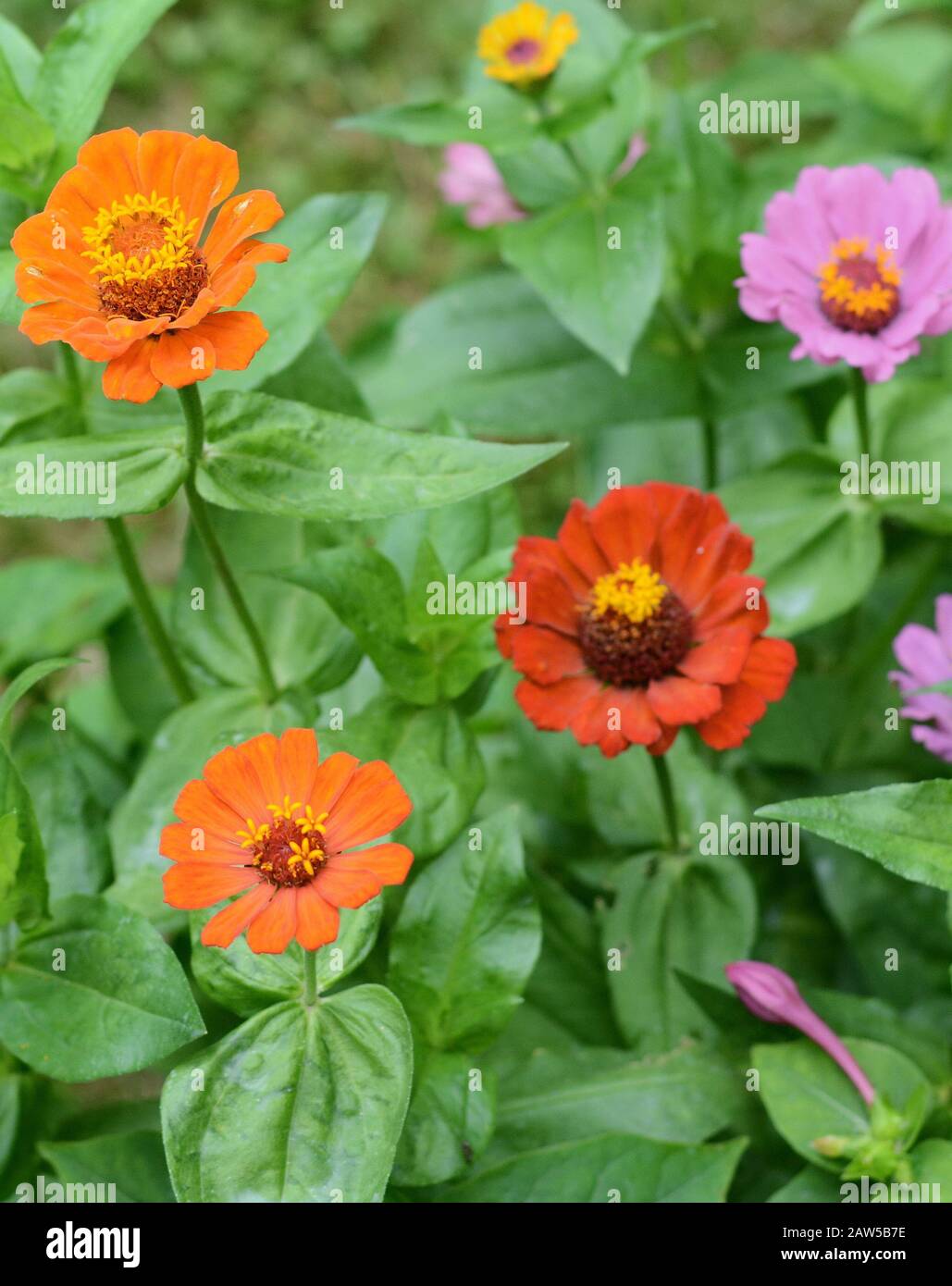 Common Zinnia (Zinnia elegans) in the garden Stock Photo - Alamy