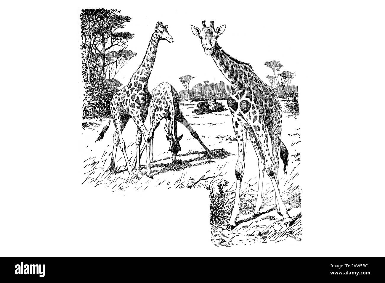 Giraffe engraving hi-res stock photography and images - Alamy