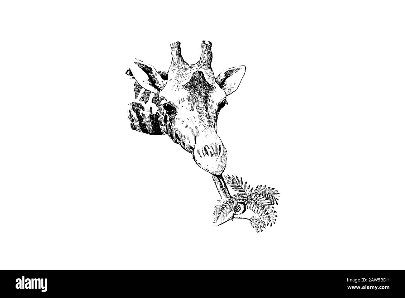 Giraffe - Vintage Engraved Illustration 1889 Stock Photo - Alamy