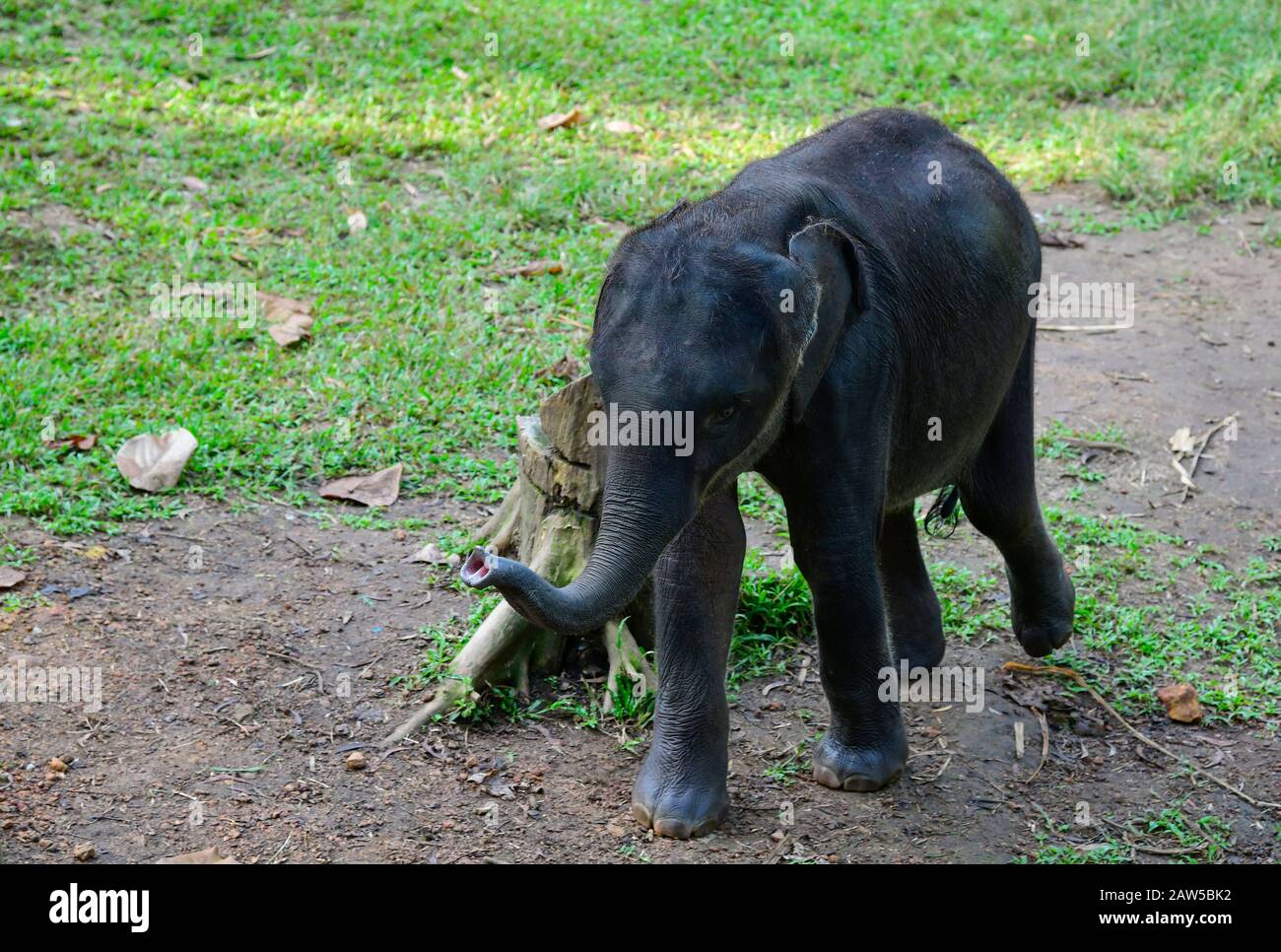 The Elephant Rehabilitation Centre is a care and cure home for ...
