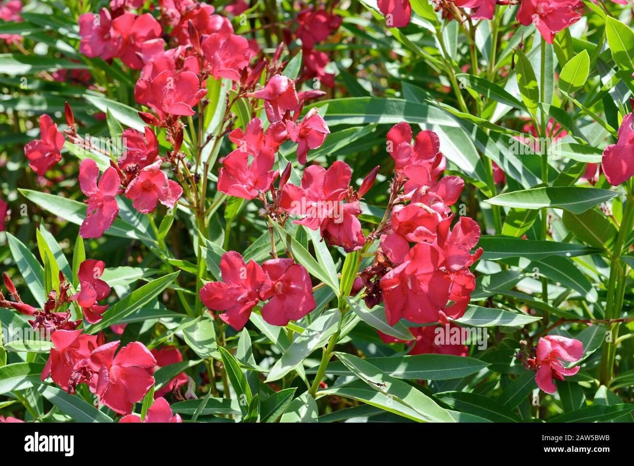 Blooming red oleander flowers or nerium in garden. Selective focus ...