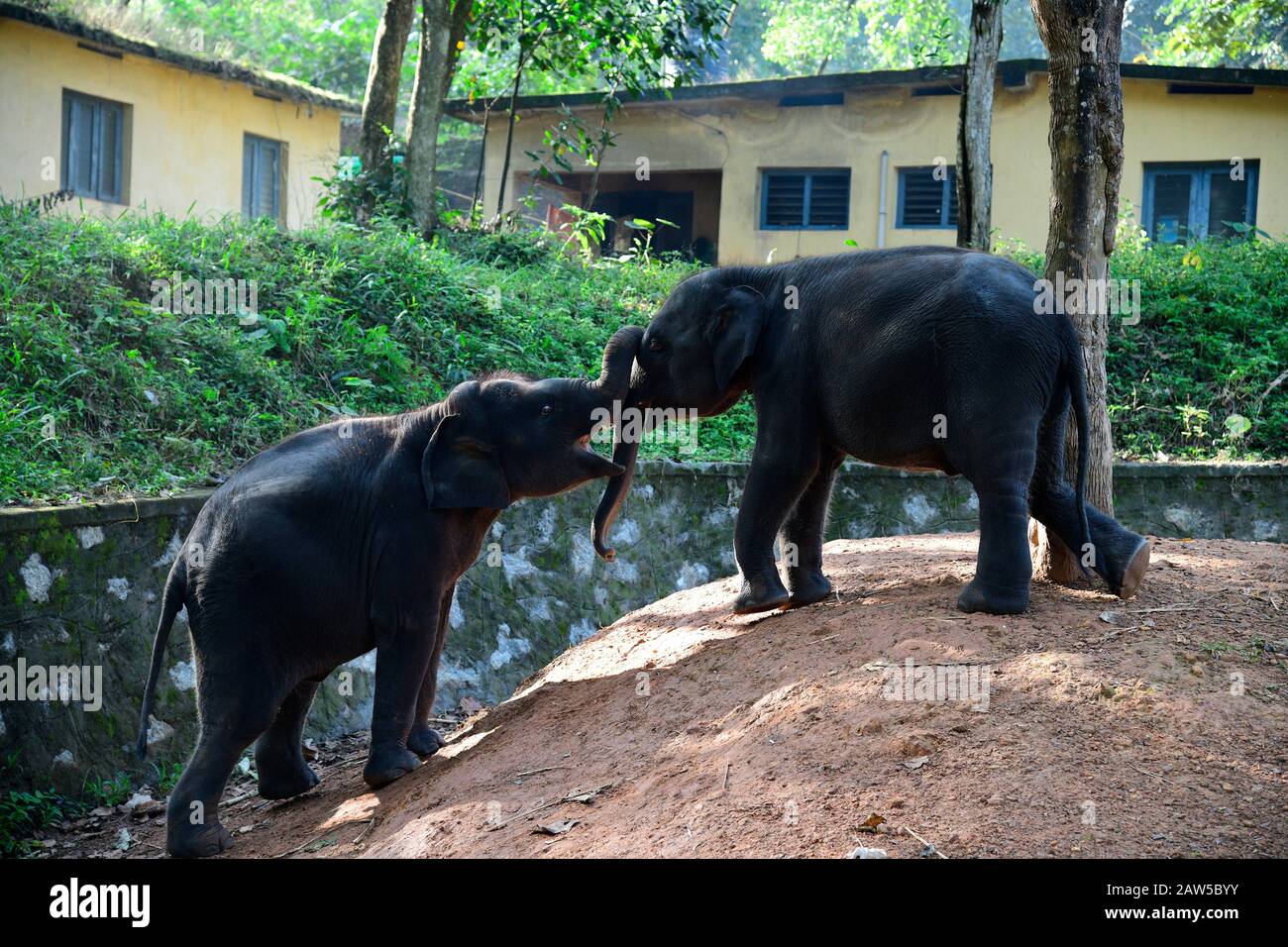 The Elephant Rehabilitation Centre is a care and cure home for ...